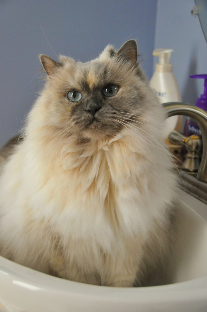 Los Mejores Champús para Gatos