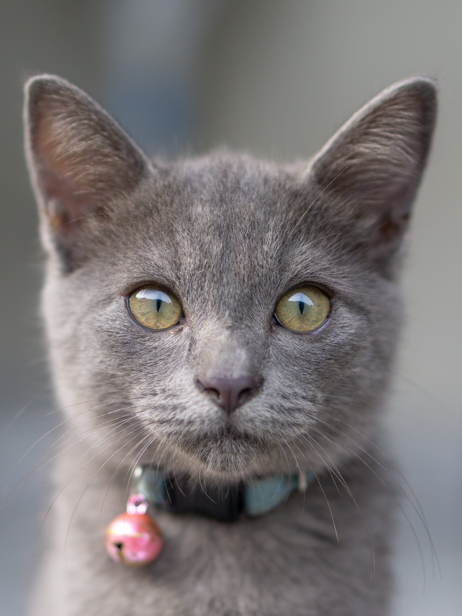 Los Mejores Nombres para Gatas Grises