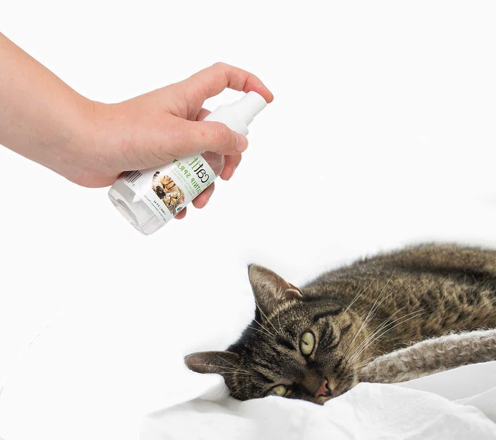 Los Mejores Catnip para Gatos en Spray