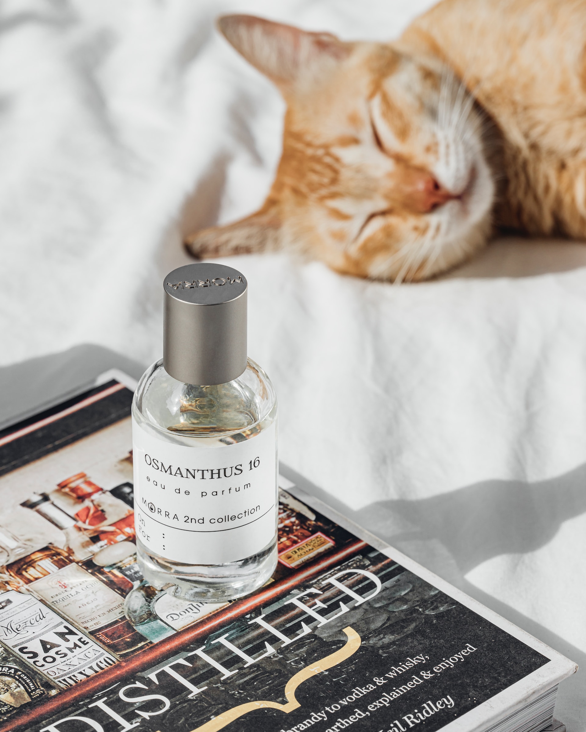 Los Mejores Perfumes y Colonias para Gatos