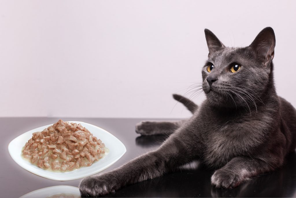 Los Mejores Comederos Anti Voracidad para Gatos